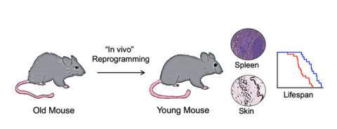 Learn about aging, epigenetic and cellular reprogramming - Ocampo Lab